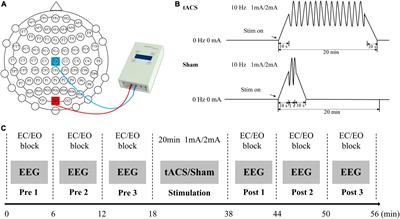 Frontiers | The influence of different current-intensity transcranial alternating current ...